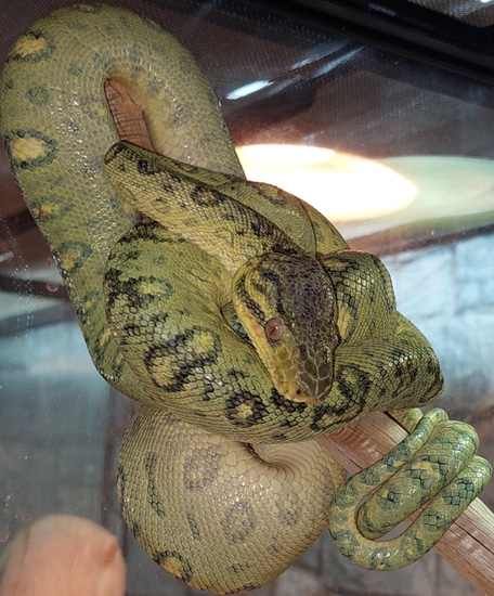 Rare Emerald Tree Boa Amazon Tree Boa Hybrid by Wild Things Llc