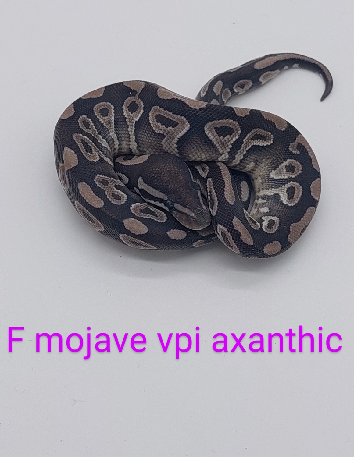 Mojave Vpi Axanthic Ball Python by Wild Things Llc - MorphMarket