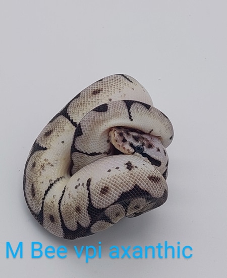 Bee Vpi Axanthic Ball Python by Wild Things Llc