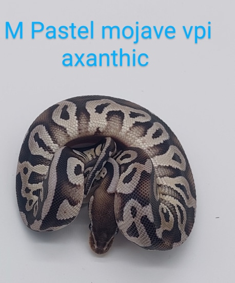 Pastave Vpi Axanthic Ball Python by Wild Things Llc