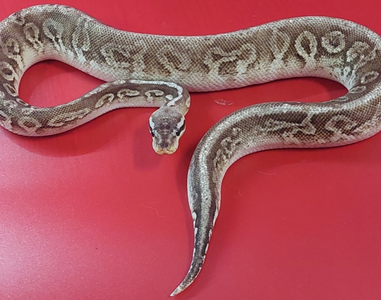Pewter Gravel Enchi Ball Python by Wild Things Llc