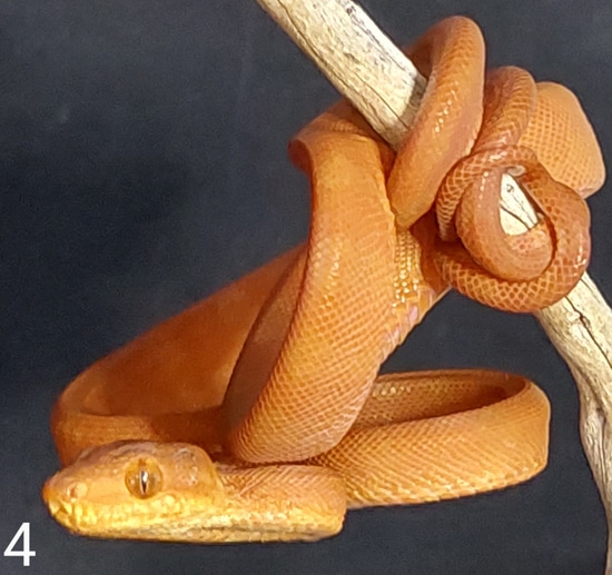 Cb Bicolor Atb #4 Amazon Tree Boa by Wild Things Llc