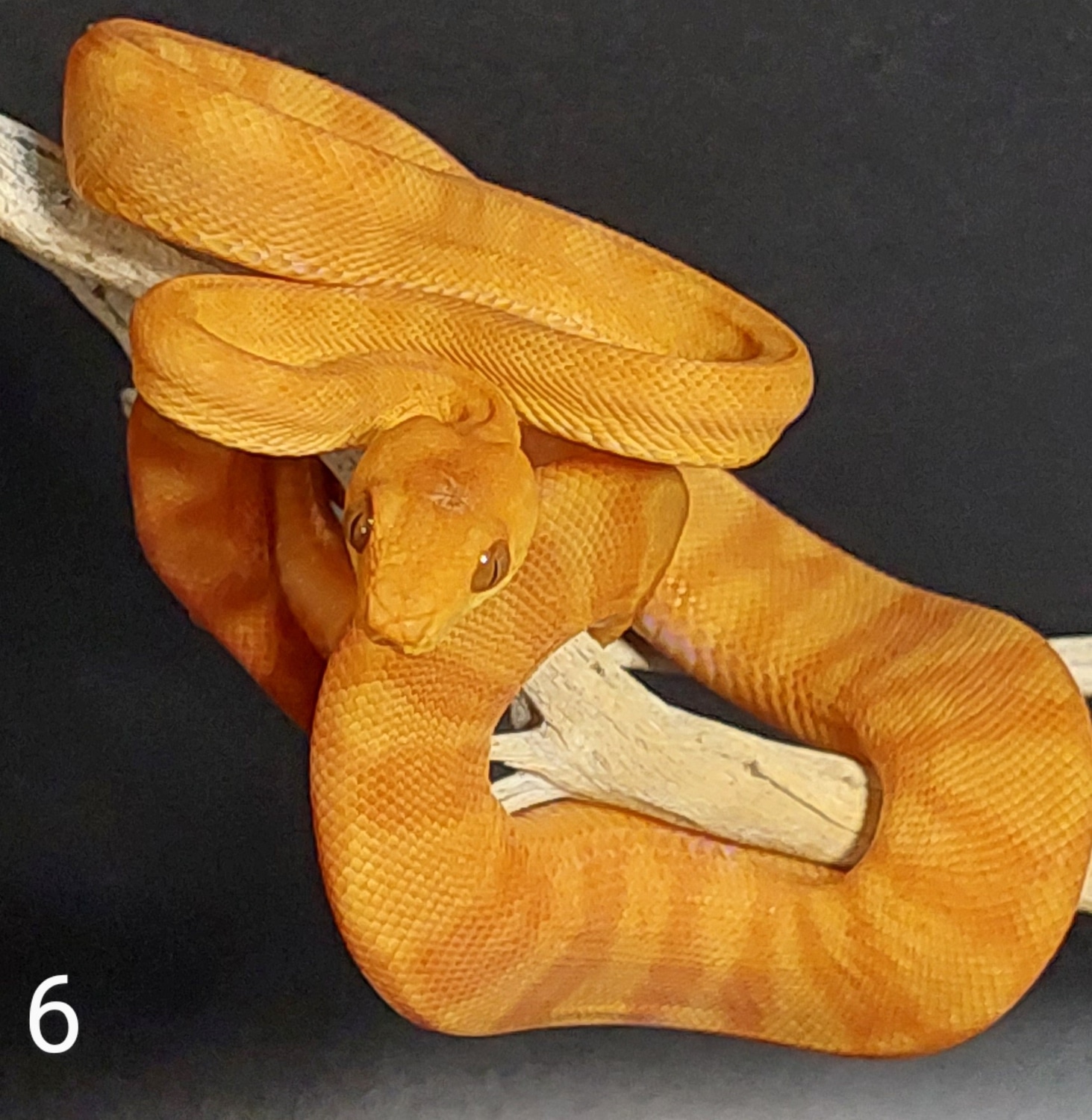 Cb Bicolor #6 Amazon Tree Boa by Wild Things Llc - MorphMarket
