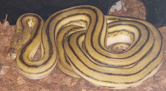 Super Dwarf Super Tiger Het Anery Pos Het Purple Reticulated Python by ...