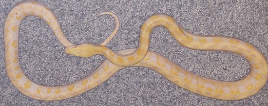 Super Dwarf Lavender Albino Female Pos Het Anery Reticulated Python by ...