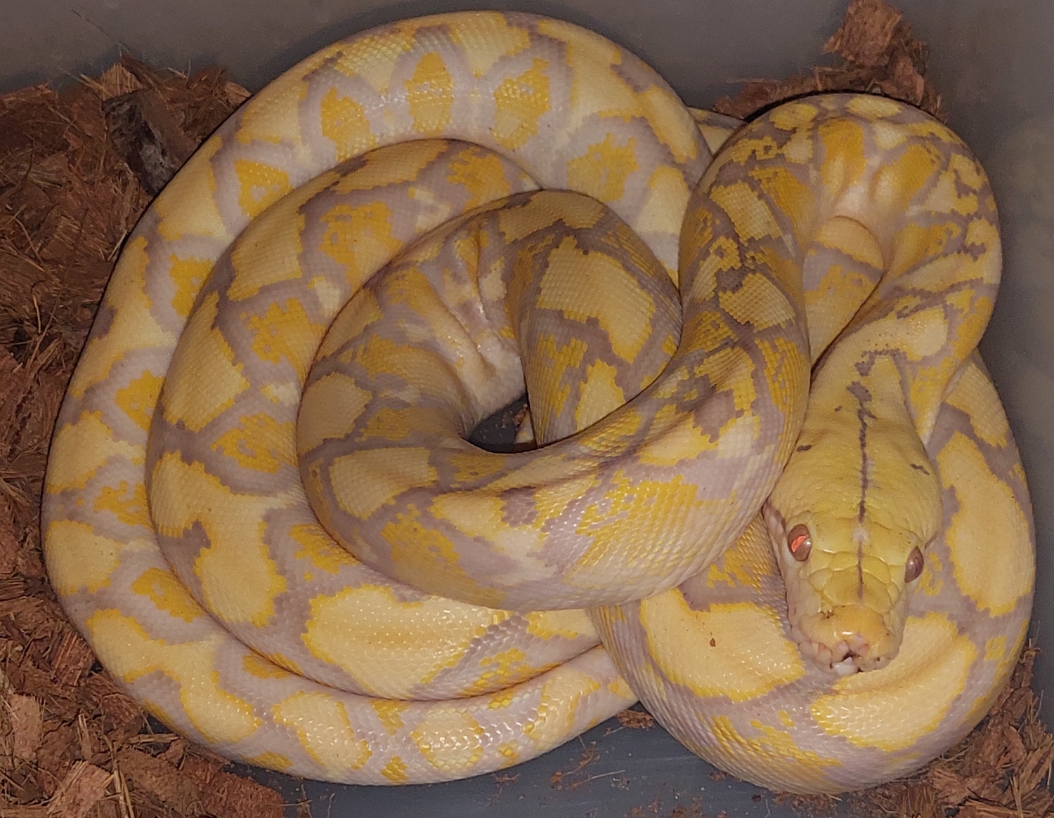 Super Dwarf Purple Albino Male Pos Het Anery Reticulated Python by Wild ...