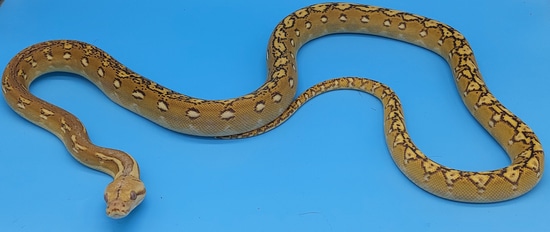 Super Dwarf Phantom Pos Het Albino Reticulated Python by Wild Things Llc