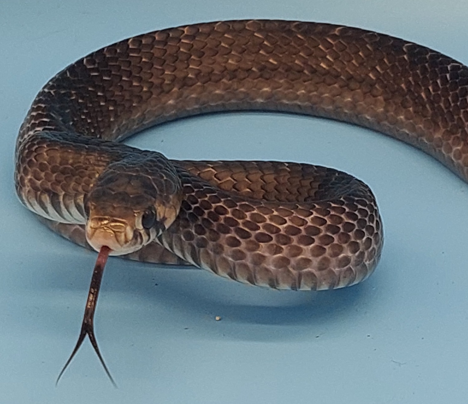 2.1Orizaba Mexican Indigo Cribo & Indigo Snake by Wild Things Llc ...