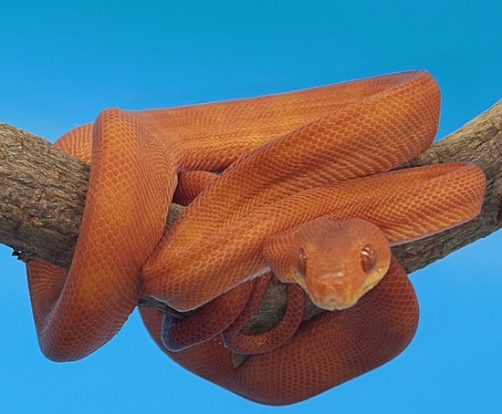 Cb Atb #3 Amazon Tree Boa by Wild Things Llc