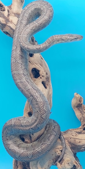 Fords Island Boa More Boa by Wild Things Llc