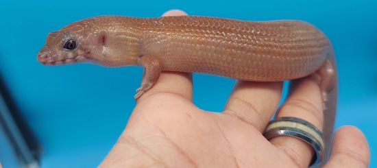 Extrememly Rare First Time Cb In Usa Eugongylus Rufescens More Skink by ...
