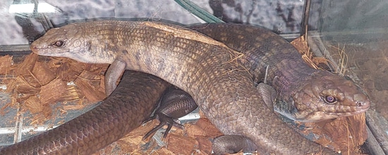 Solomon Island Giant Ground Skink PAIR More Skink by Wild Things Llc