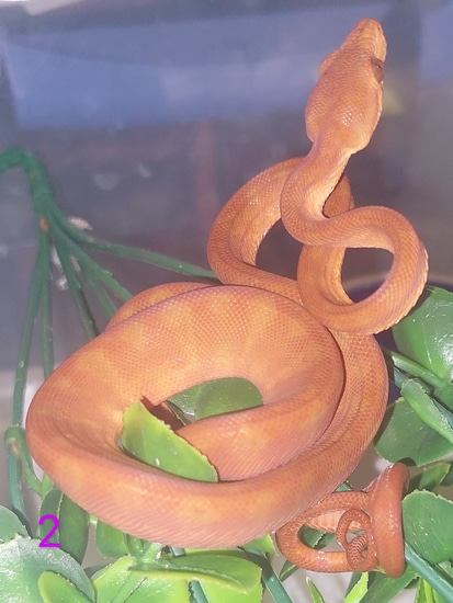 Cb Bicolor Amazon Tree Boa #2 by Wild Things Llc