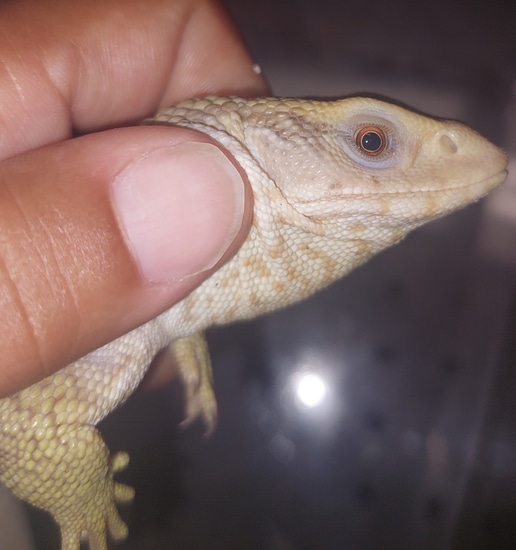 Unusual High Yellow Savannah Monitor by Wild Things Llc