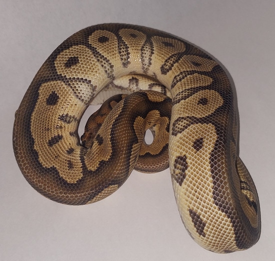 Pompeii Maker Group Ball Python by Wild Things Llc