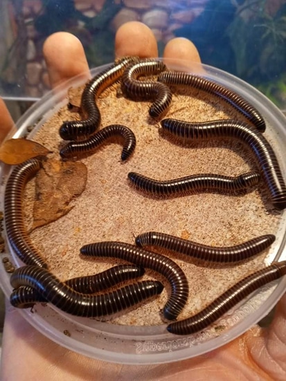 Several Ivory Millipedes, All Sizes Available by WildWestExotics