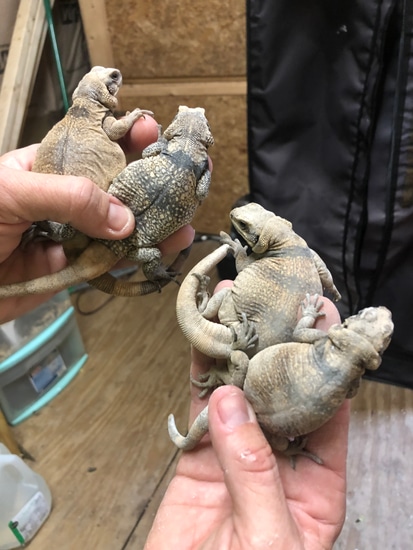 Redback Chuckwallas More Lizard by Wildwood Reptiles
