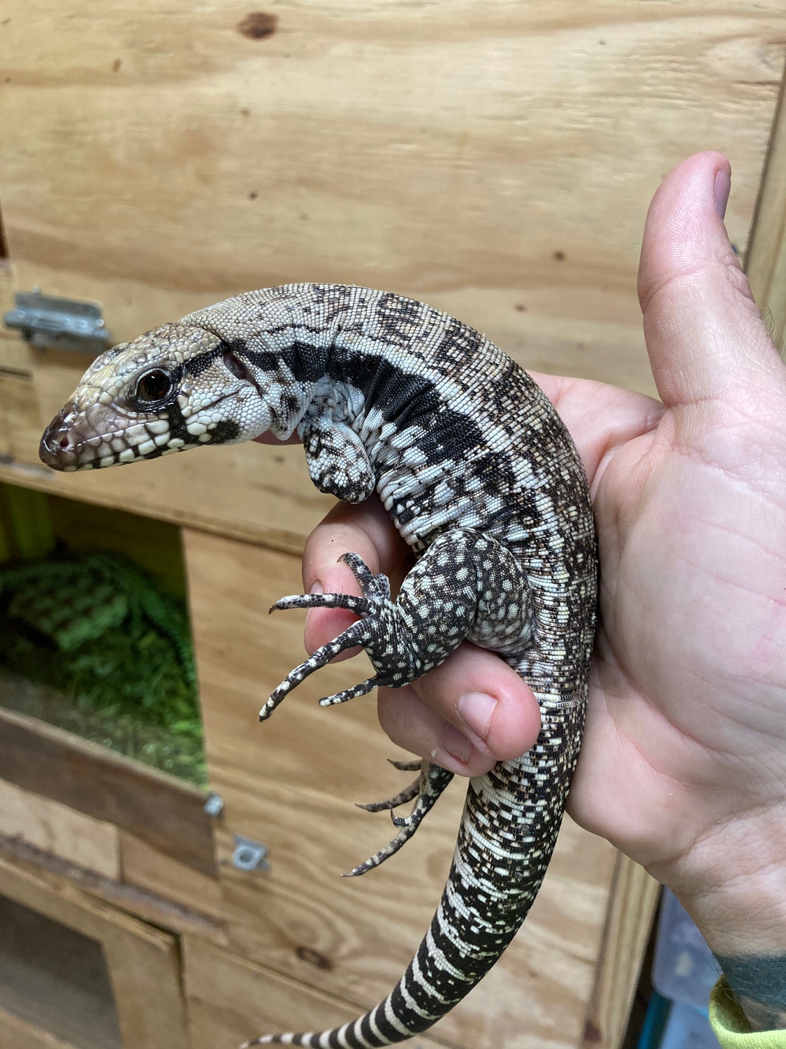 Blue Salvator Tegu by Wildwood Reptiles - MorphMarket