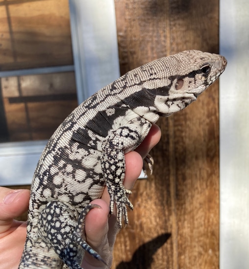 Pure Blue Argentine Tegus by Wildwood Reptiles