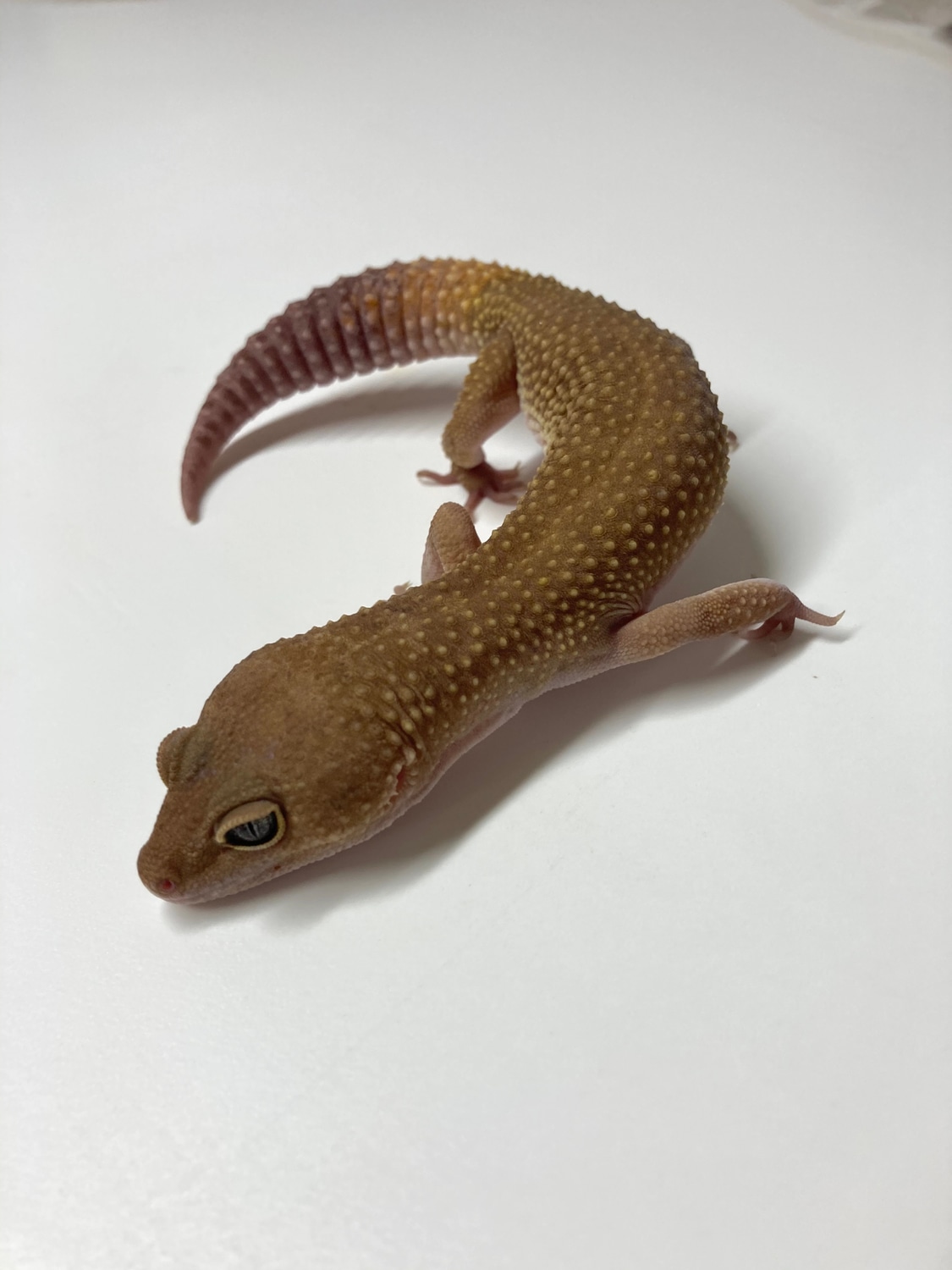 Murphy Patternless Leopard Gecko by Wildwood Reptiles - MorphMarket