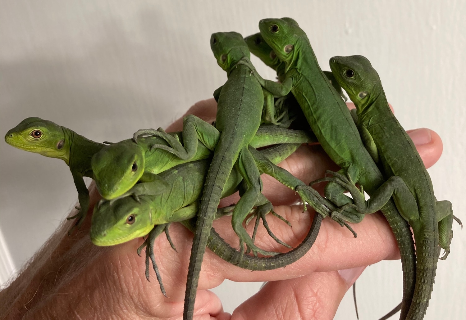 Pure Banana Pectinata Other Iguana by Wildwood Reptiles - MorphMarket