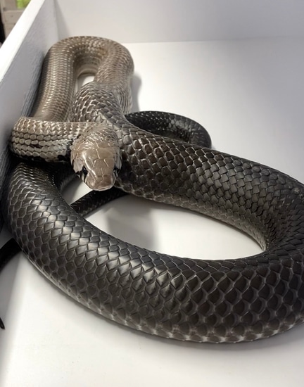 Female Axanthic Black Tail Cribo Cribo & Indigo Snakes by Deleted ...