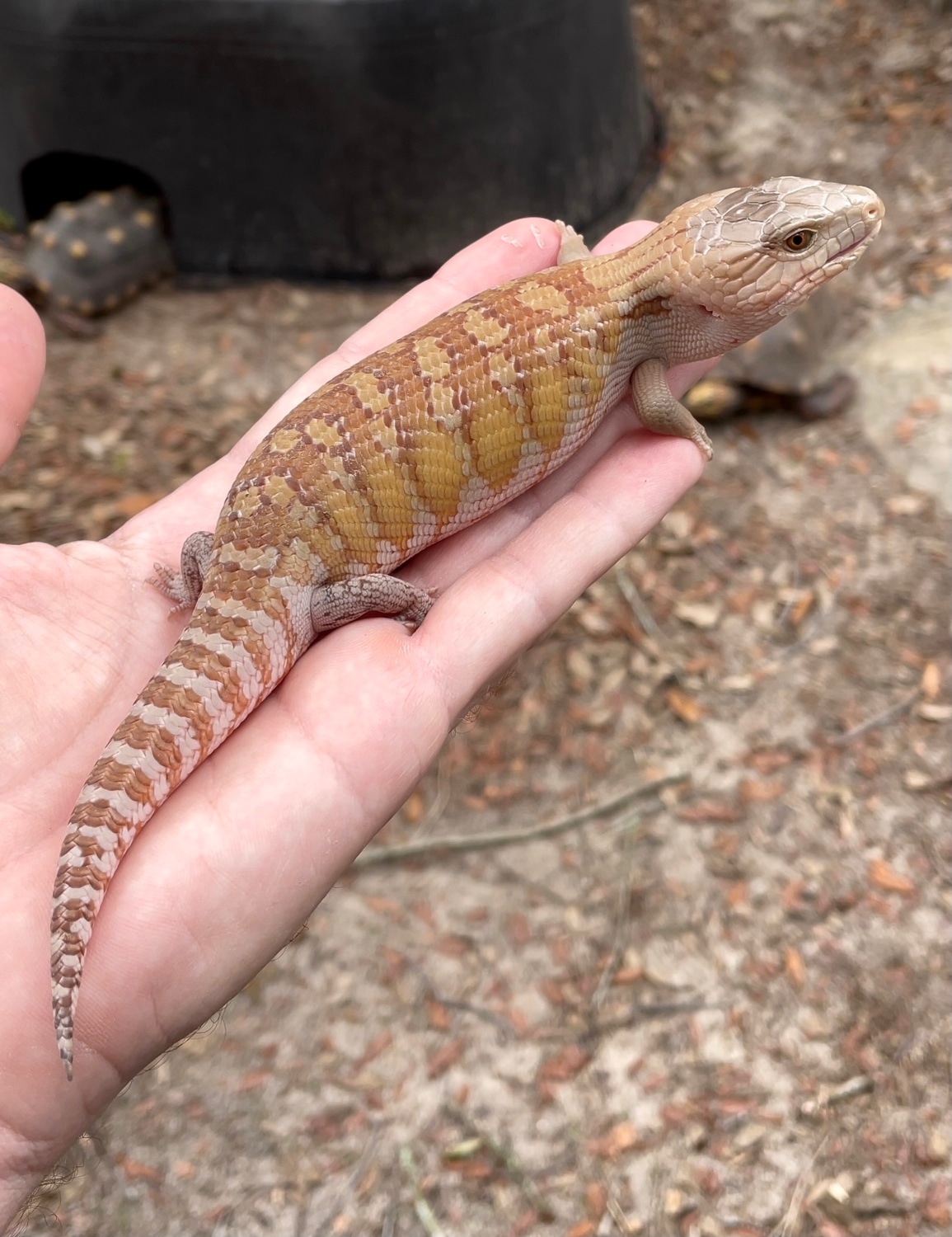 Orange Line Northern Northern Blue-Tongued Skink by Wildwood Reptiles ...