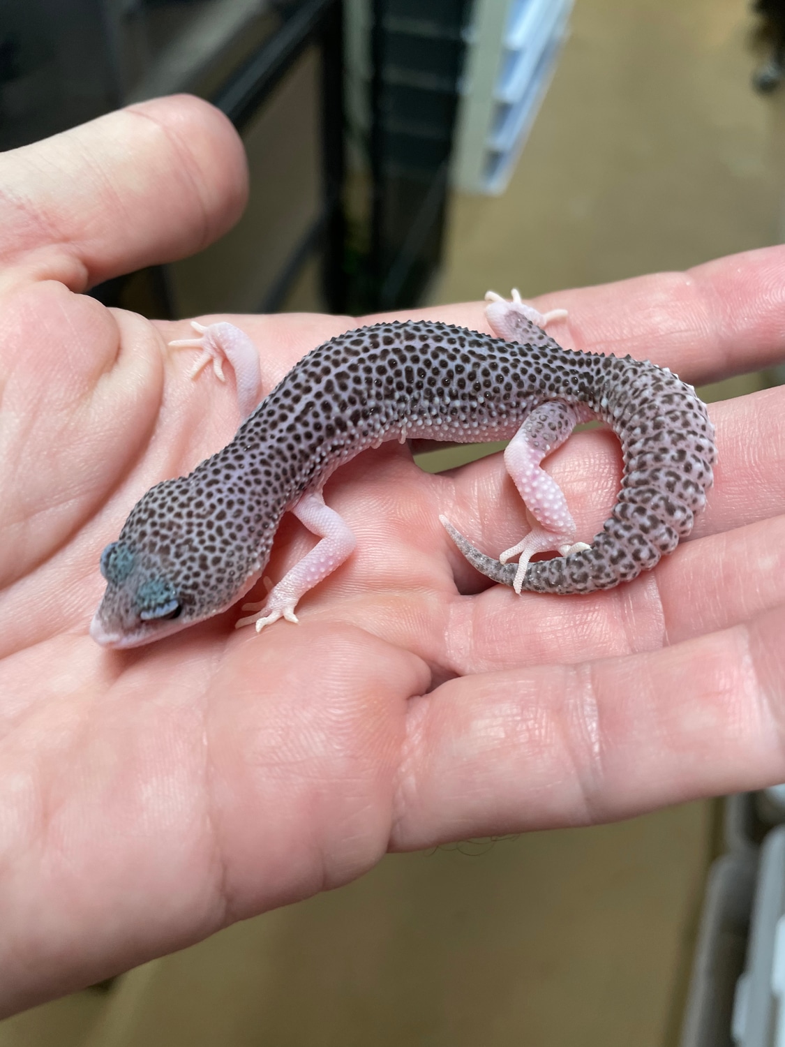 Mack Super Snow Eclipse Leopard Gecko by Wildwood Reptiles - MorphMarket