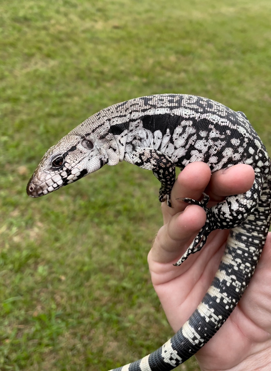 High White Pure Blue Salvator Tegu by Wildwood Reptiles - MorphMarket