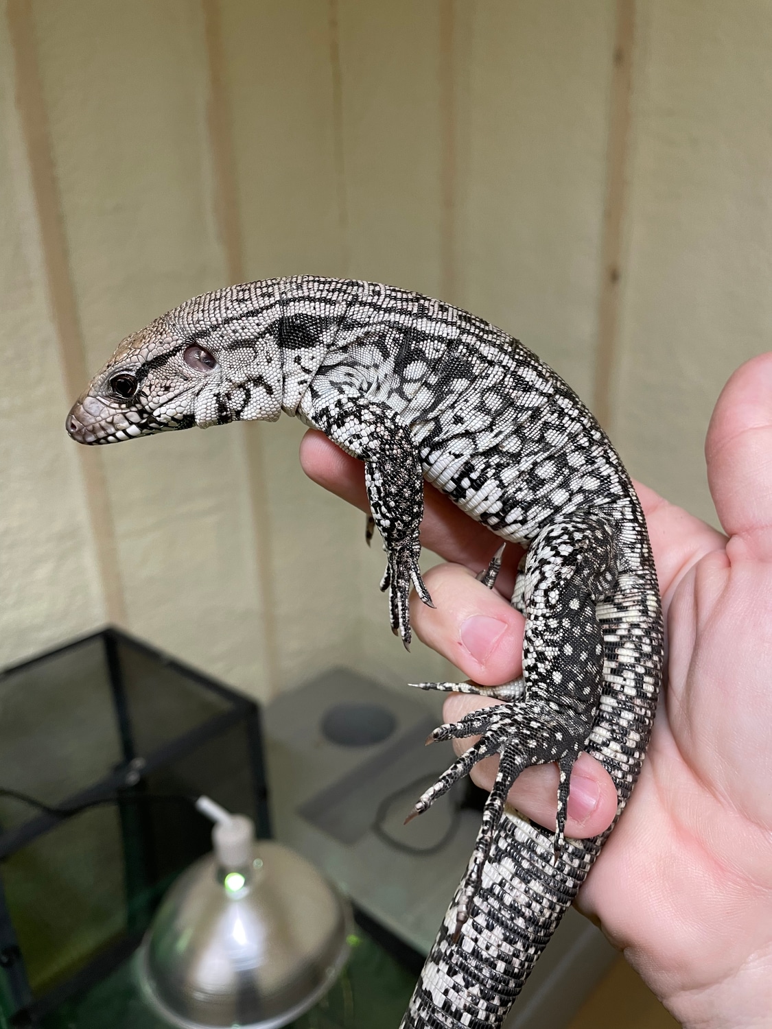 High White Pure Blue Salvator Tegu by Wildwood Reptiles - MorphMarket