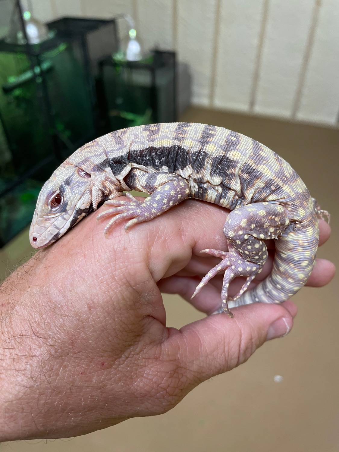 Blue Albino Discount Salvator Tegu by Wildwood Reptiles - MorphMarket