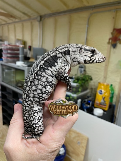 Hybrid High White Other Tegus by Wildwood Reptiles