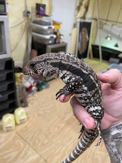 Dark Phase Blue Pos Het Albino Argentine Tegus by Wildwood Reptiles