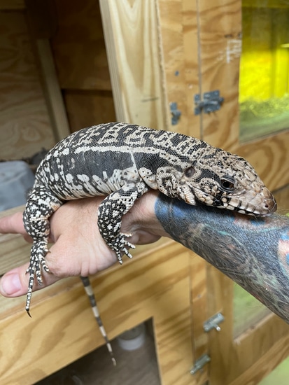 Hybrid Pos Het Albino Other Tegus by Wildwood Reptiles