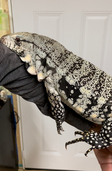 Hybrid Bw/blue Pet Only Argentine Tegus by Wildwood Reptiles