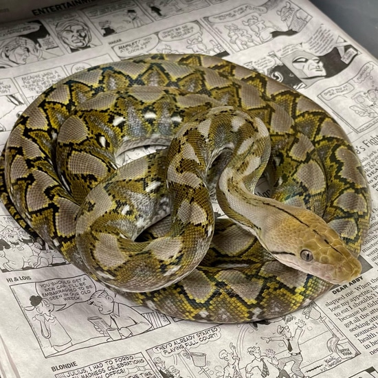 Anery 75 % Jampea Dwarf Reticulated Python by Wildwood Reptiles