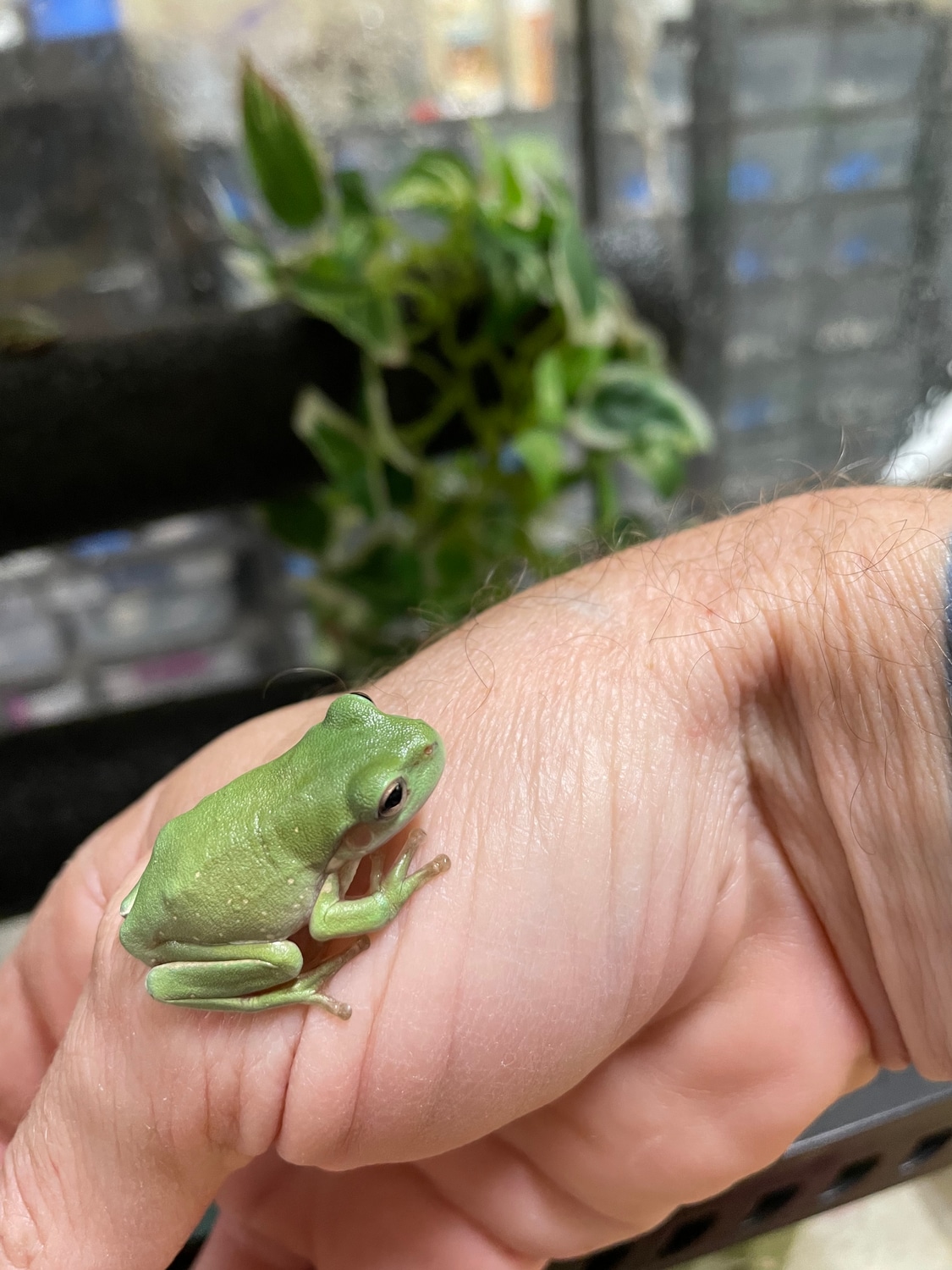 2” White's Tree Frog by Wildwood Reptiles - MorphMarket