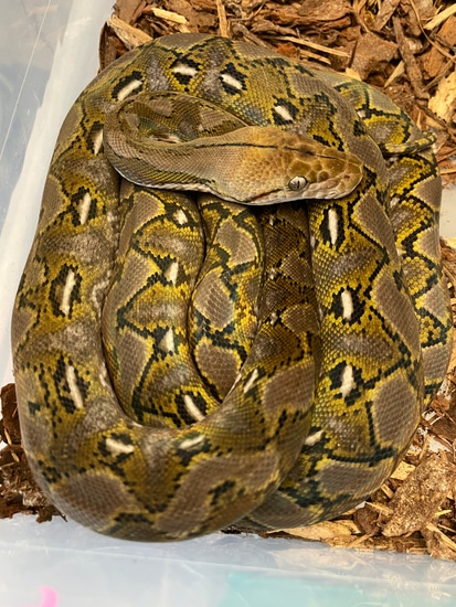 Anery Wild Type 75% Jampea Reticulated Python by Wildwood Reptiles