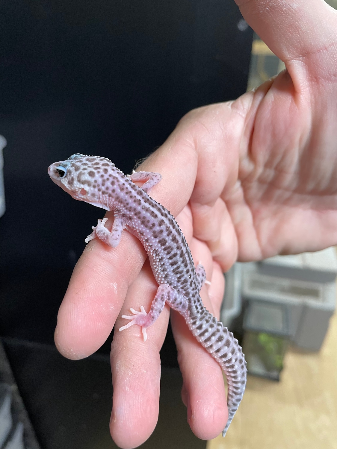 Mack Super Snow Eclipse Leopard Gecko by Wildwood Reptiles - MorphMarket