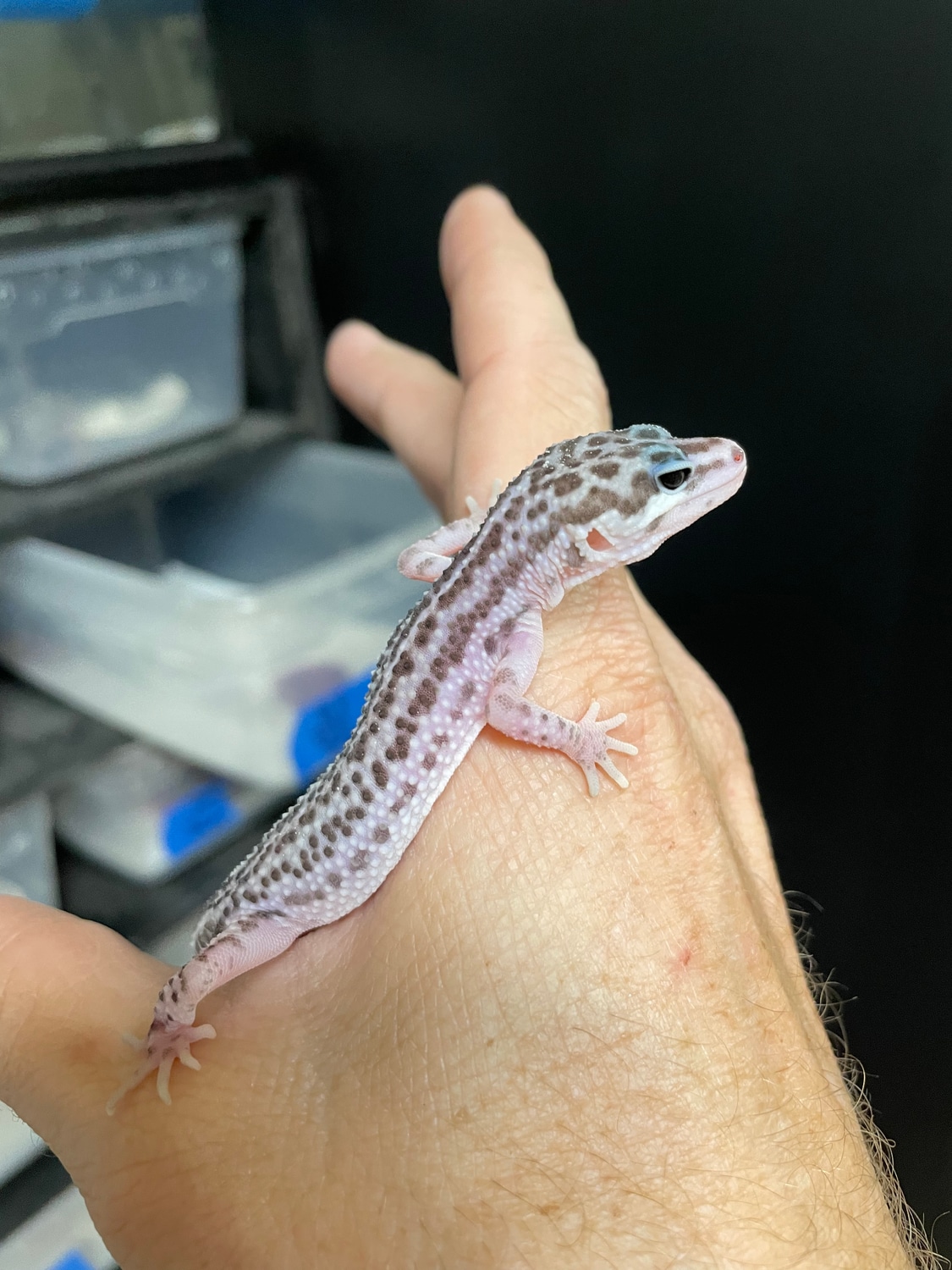 Mack Super Snow Eclipse Leopard Gecko by Wildwood Reptiles - MorphMarket