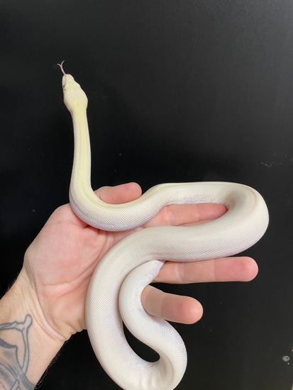 Ivory Burmese Python by Wildwood Reptiles