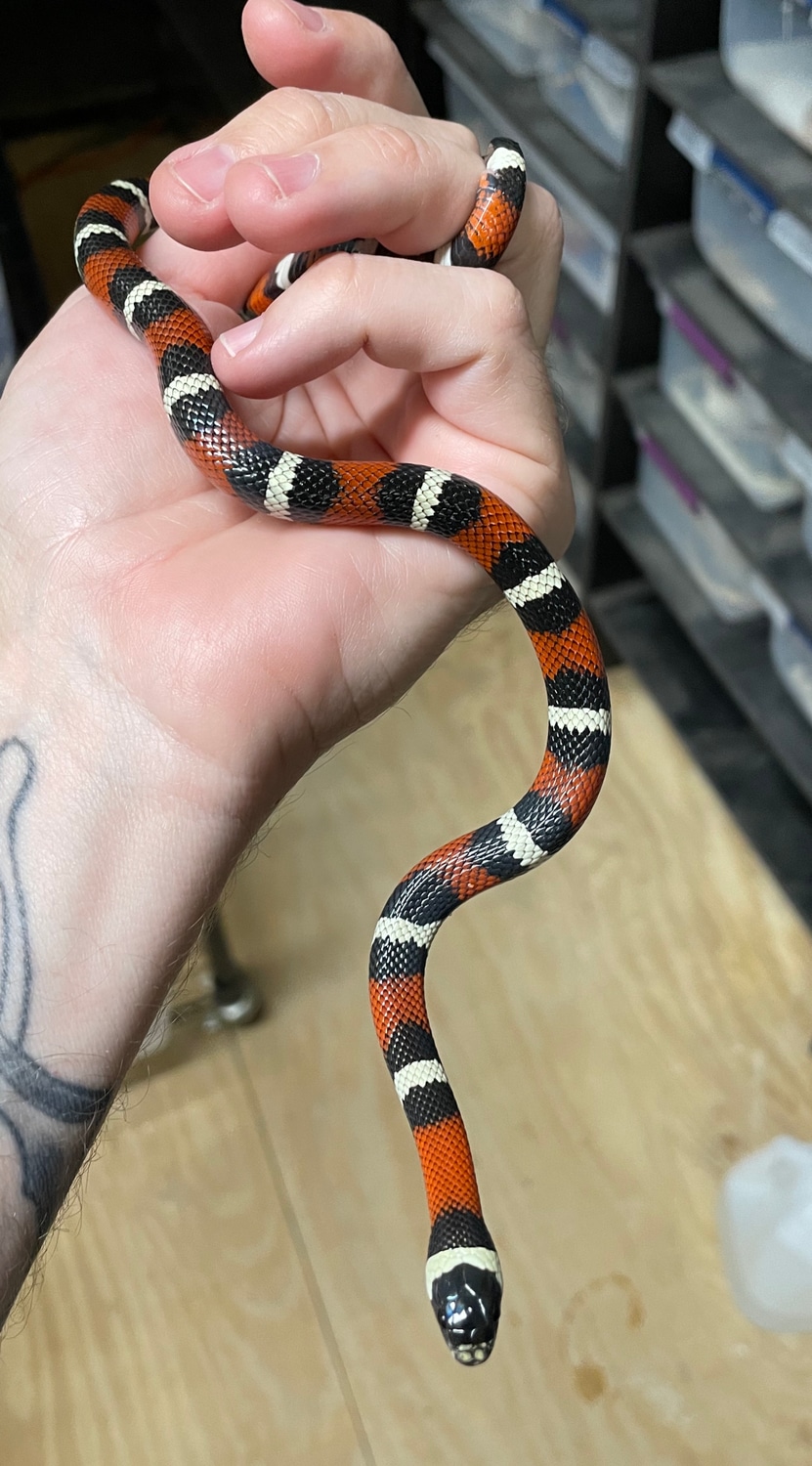 Lake Chapala Locality Mexican Milk Jalisco Milk Snake by Wildwood ...