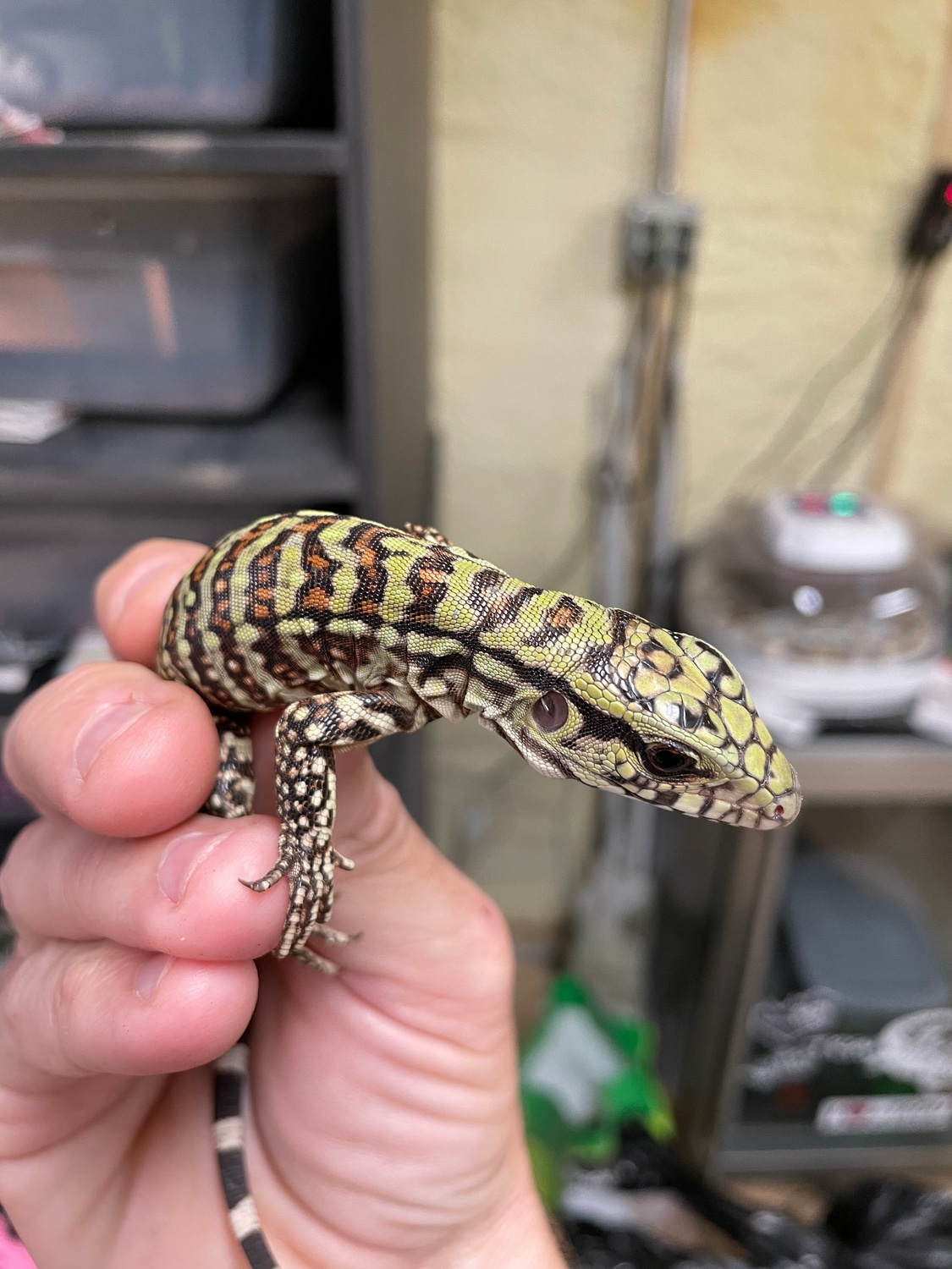 Red/blue Hybrid Argentine Tegus by Wildwood Reptiles - MorphMarket