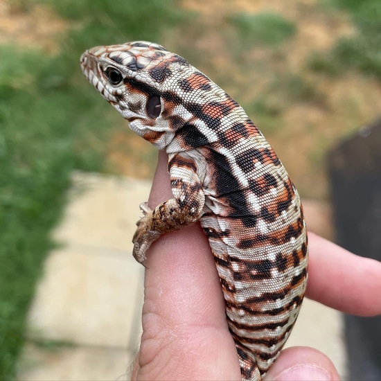 Red Female Other Tegus by Wildwood Reptiles