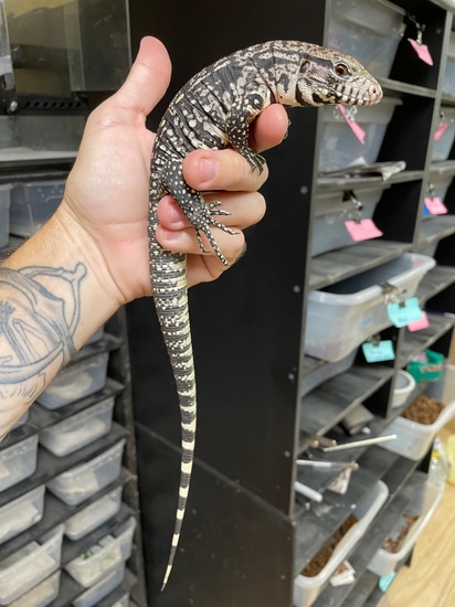 Black And White Argentine Tegus by Wildwood Reptiles