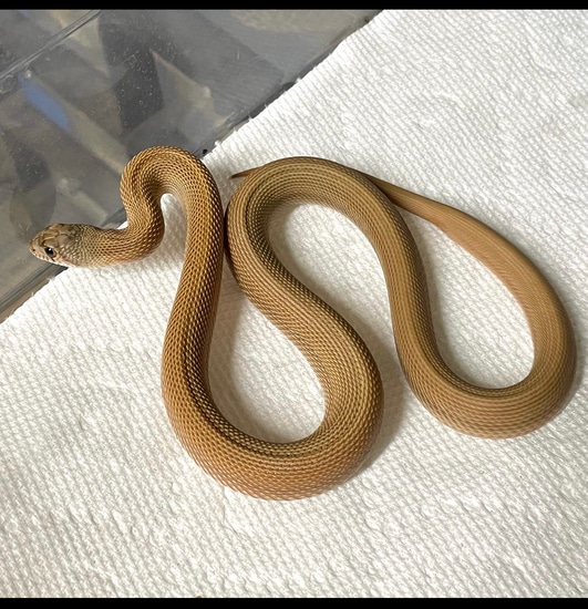 Patternless Bull Bullsnake by Deleted-992279847515610