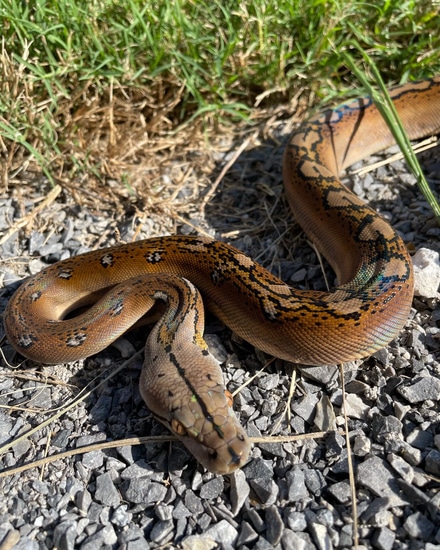 Motley Het Pied/albino Reticulated Python by Wildwood Reptiles