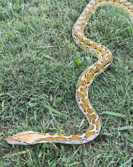 Super Dwarf Platinum Het Anery Reticulated Python by Wildwood Reptiles