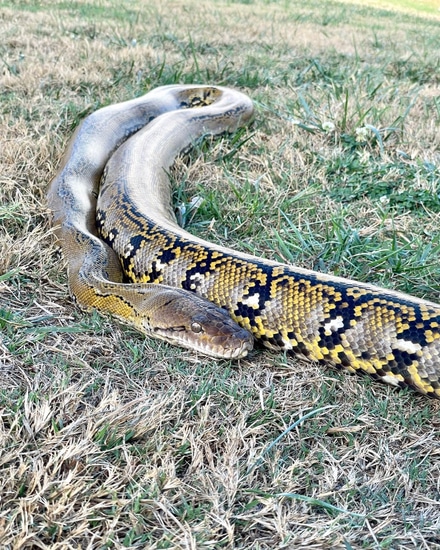 Rtb Dwarf Jamp Marble Reticulated Python by Wildwood Reptiles