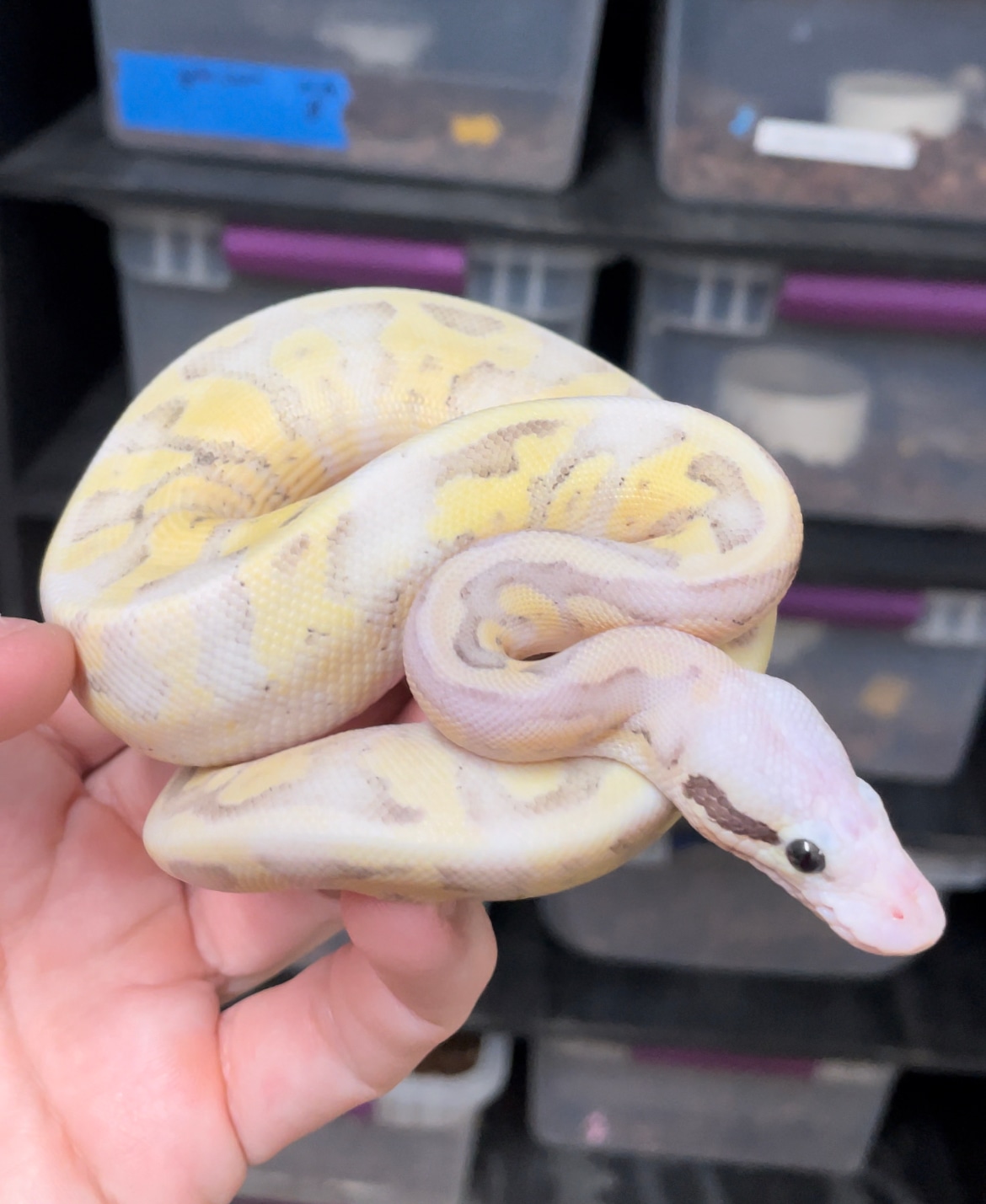 Vanilla Scream Ball Python by Wildwood Reptiles - MorphMarket